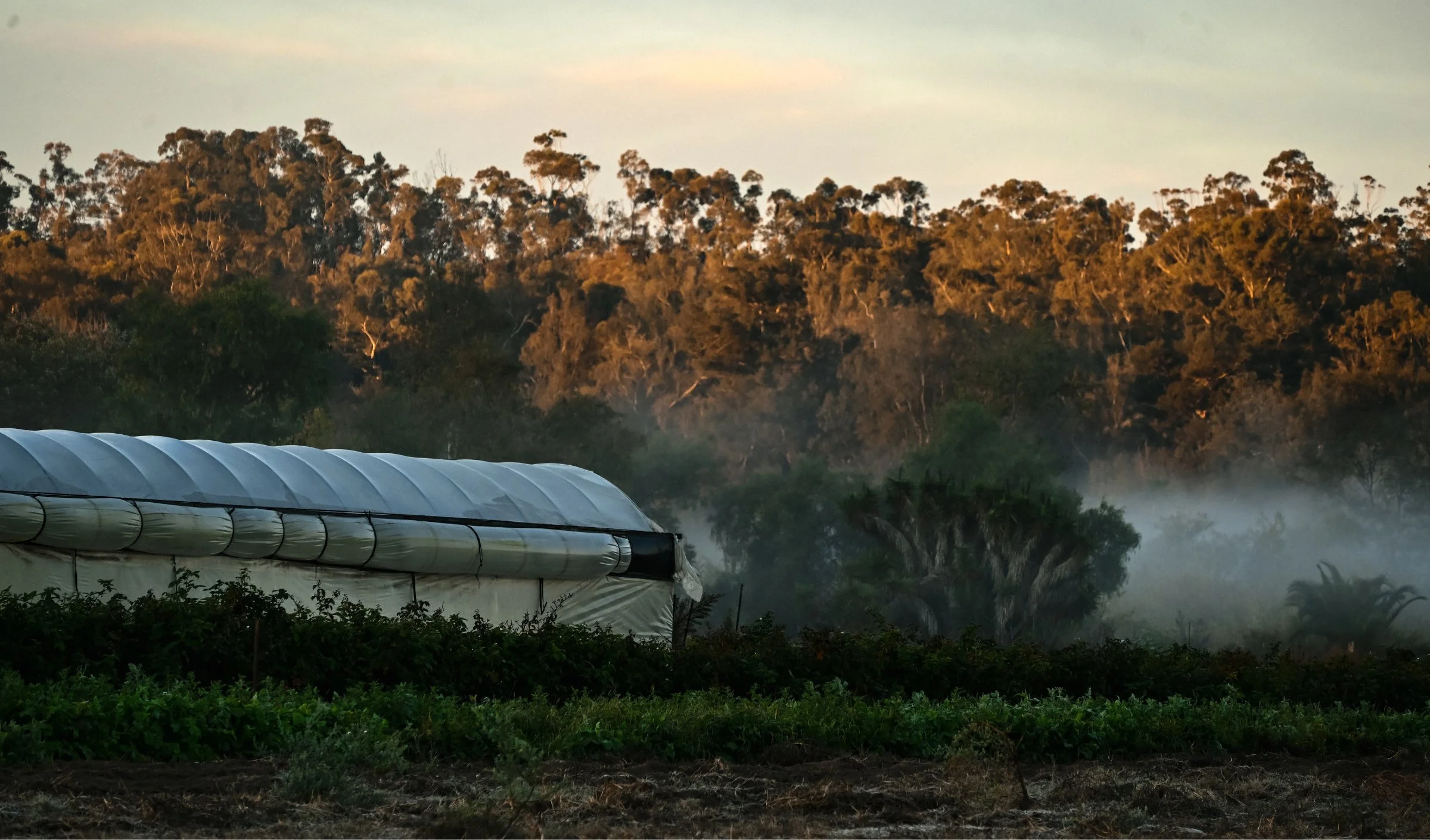 Chino Farm