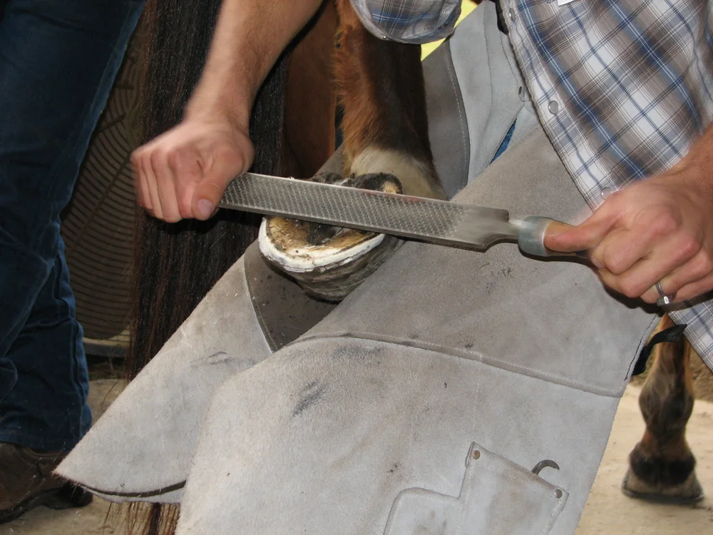 For Horseowners — BWFA