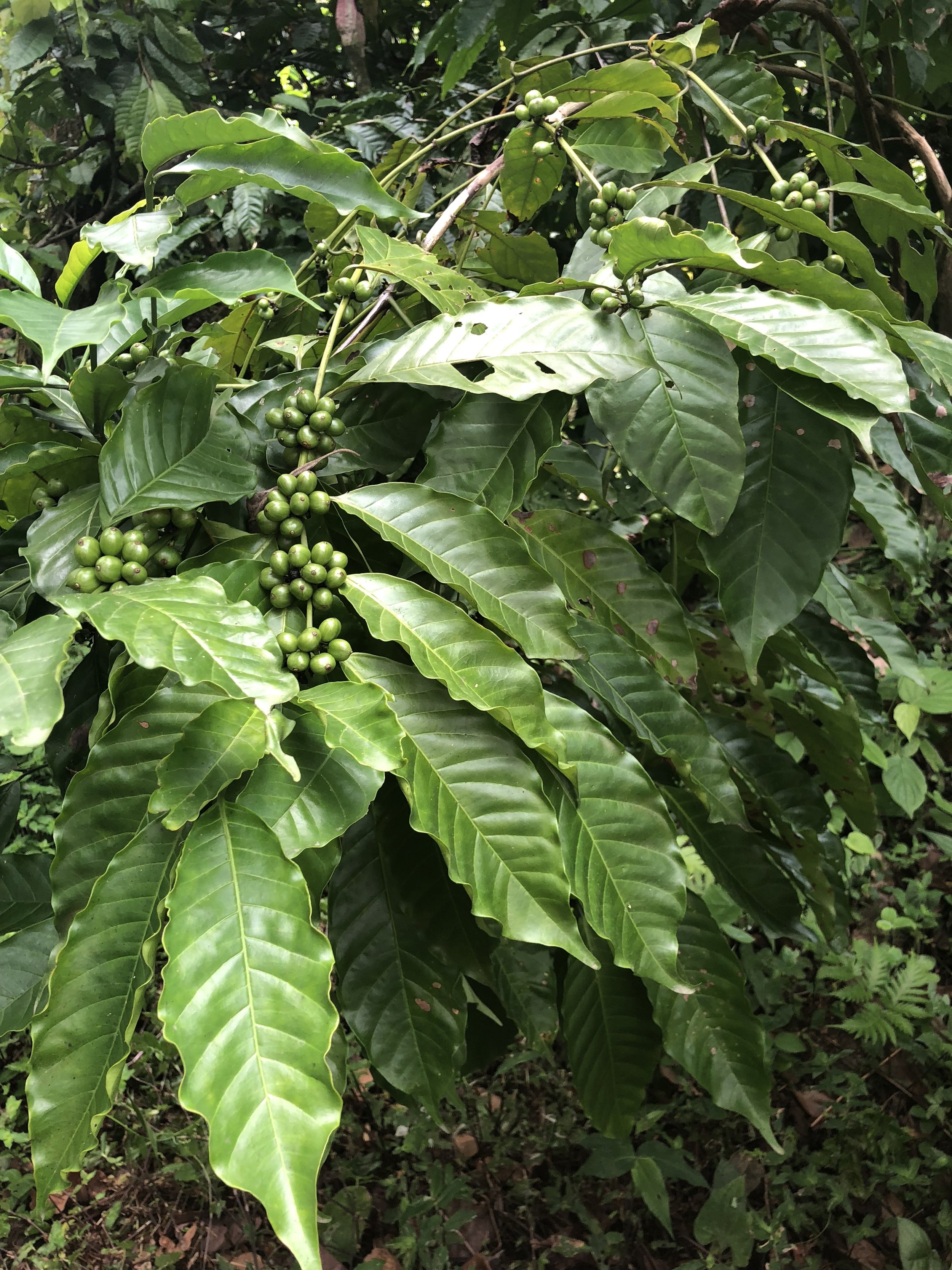 CocoAndré Chocolatier & Horchateria