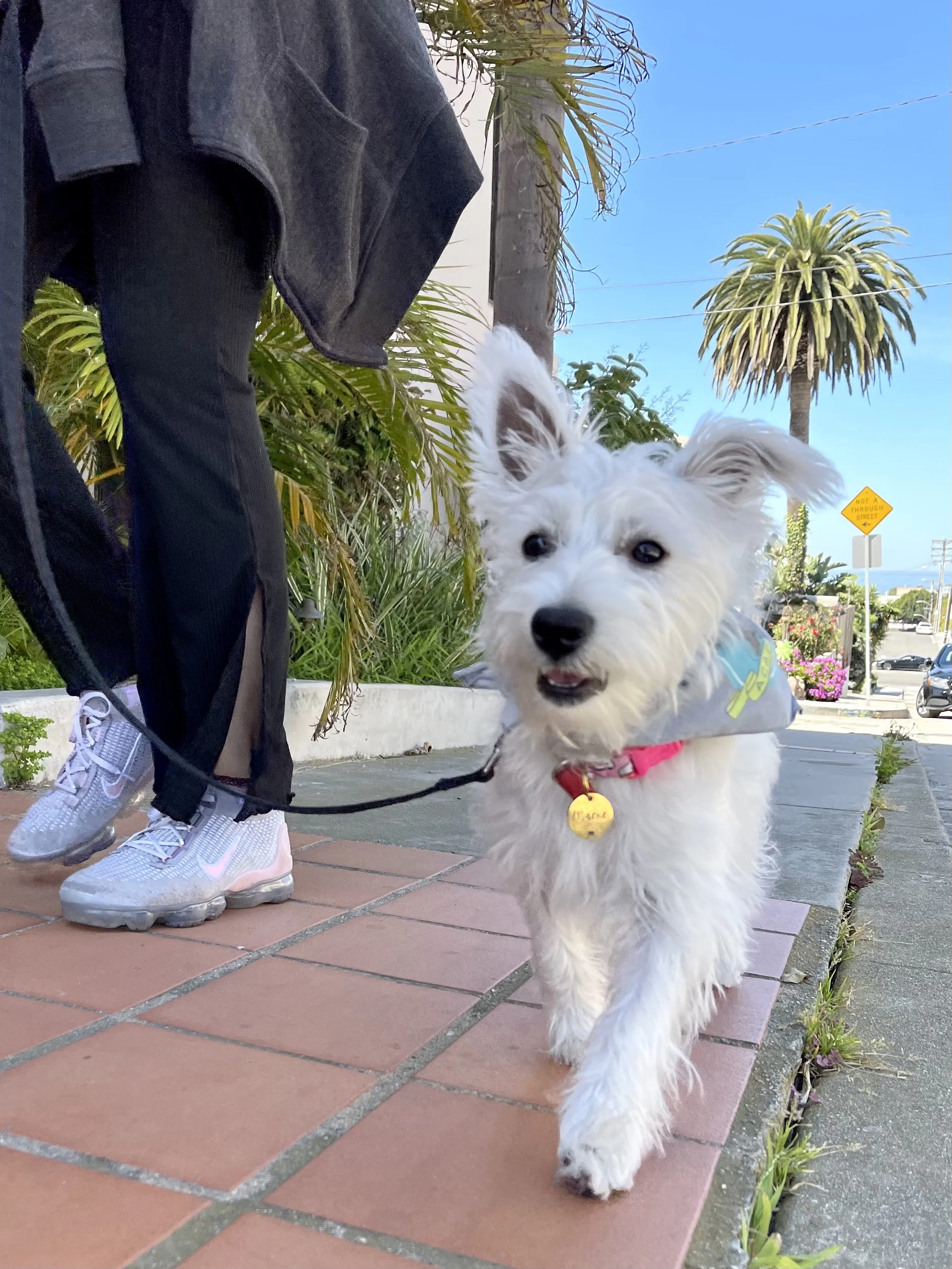 How to Teach Your Puppy to Walk on a Leash! — The Puppy Academy