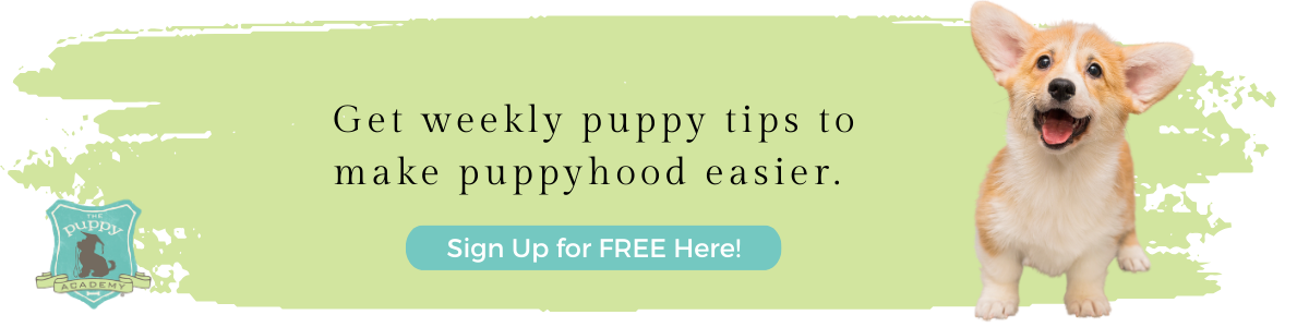 How to Calm an Over-Excited Puppy! — The Puppy Academy