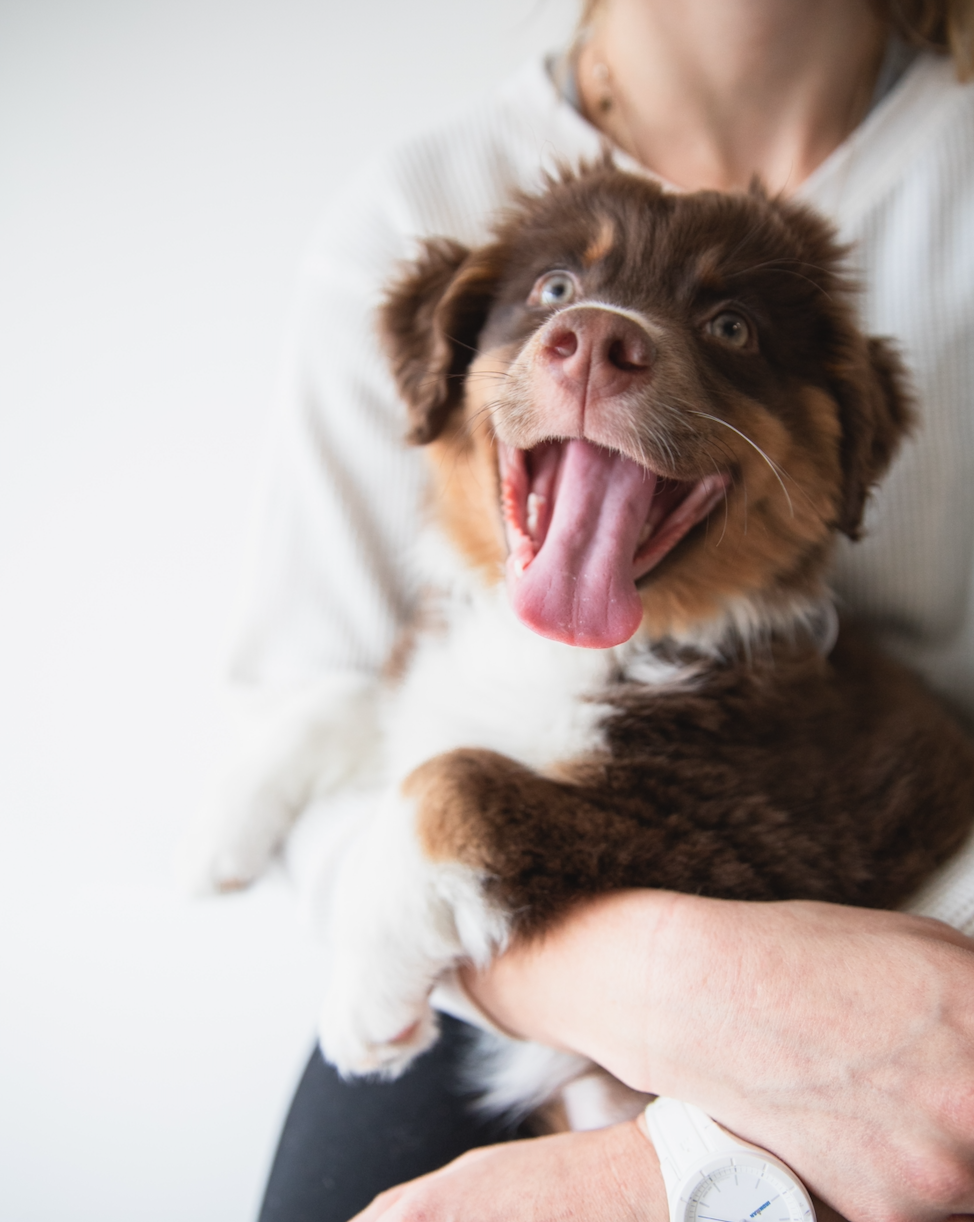 What to Buy for Your New Puppy — The Puppy Academy