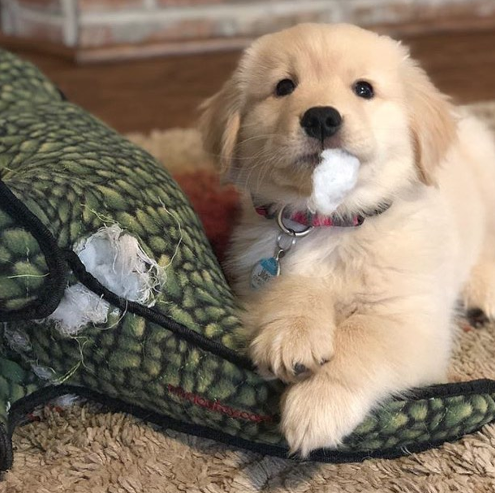 Encouraging Good Puppy Playtime Manners! — The Puppy Academy