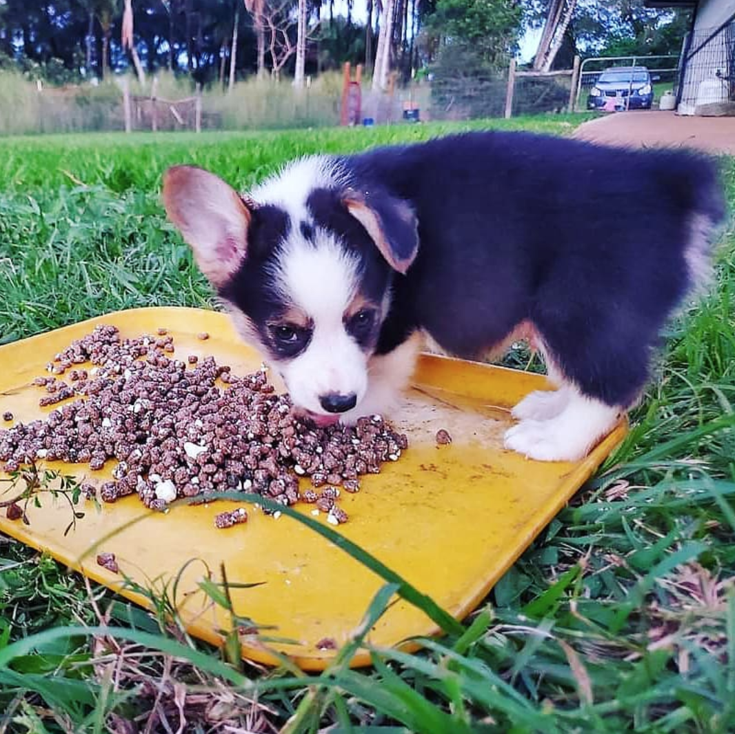 Puppy Training 101: How to Establish Leadership with Your Puppy! — The ...