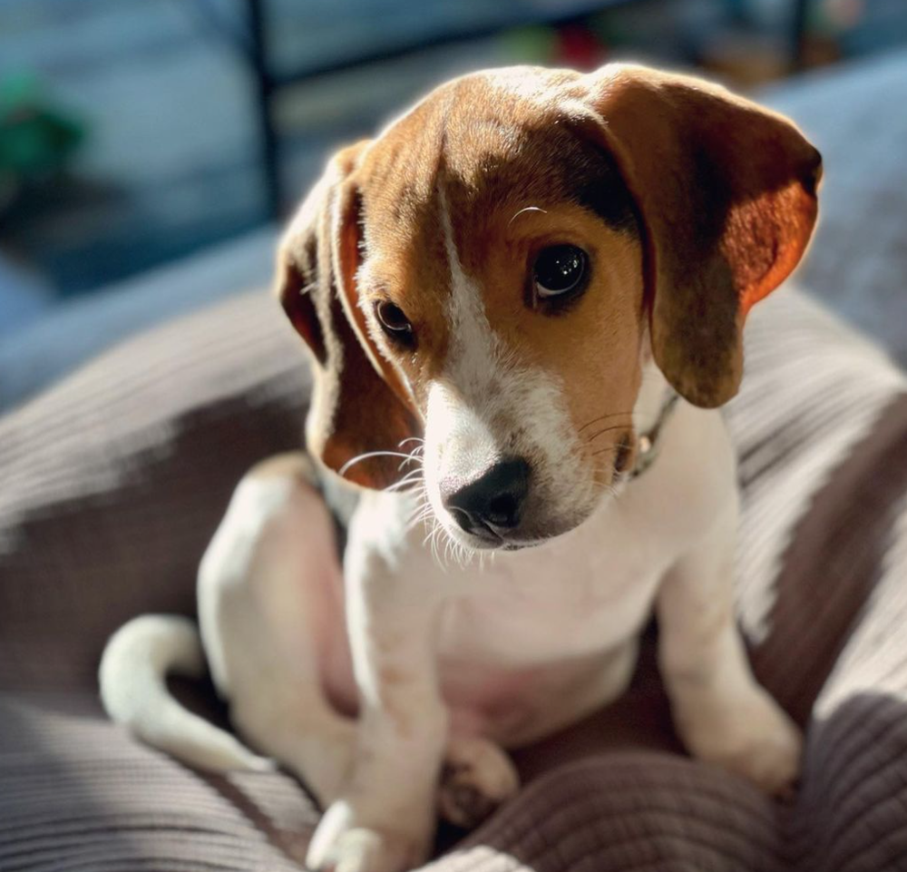 Puppy Training 101: Giving Your Puppy Commands, the Right Way! — The ...