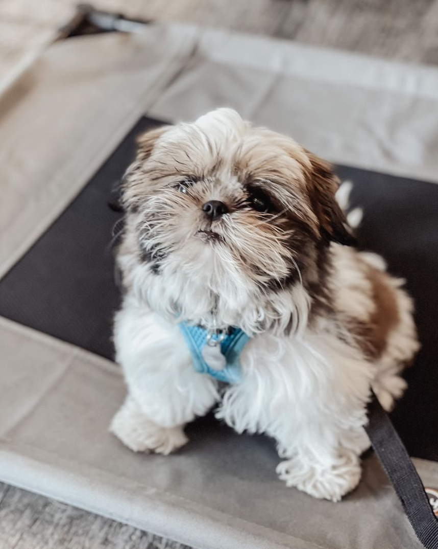 Puppy Training 101: Teach Your Puppy to Stay! — The Puppy Academy
