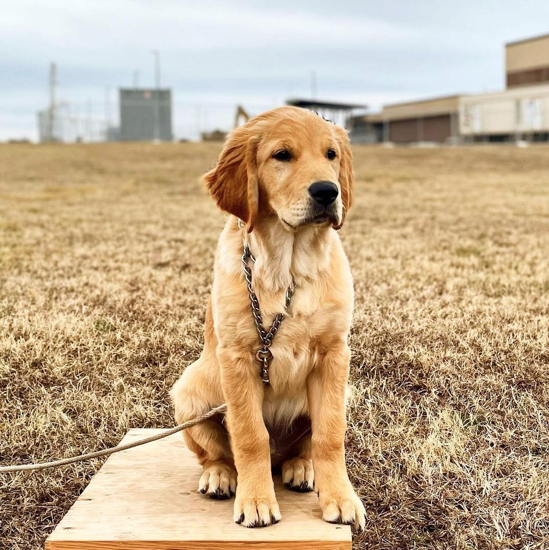 Puppy Training 101: Teaching Your Puppy Place Command Routines! — The ...