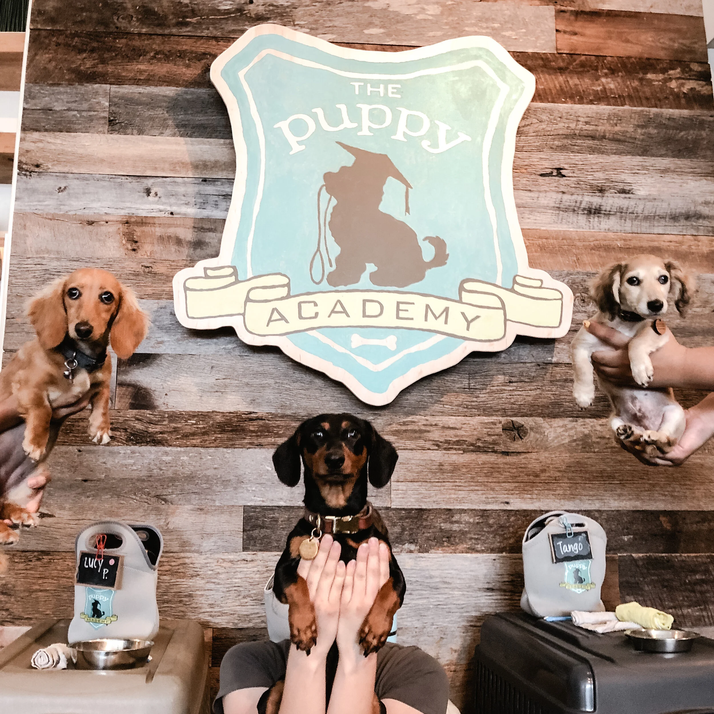 10 Ways to Celebrate National Puppy Day! — The Puppy Academy