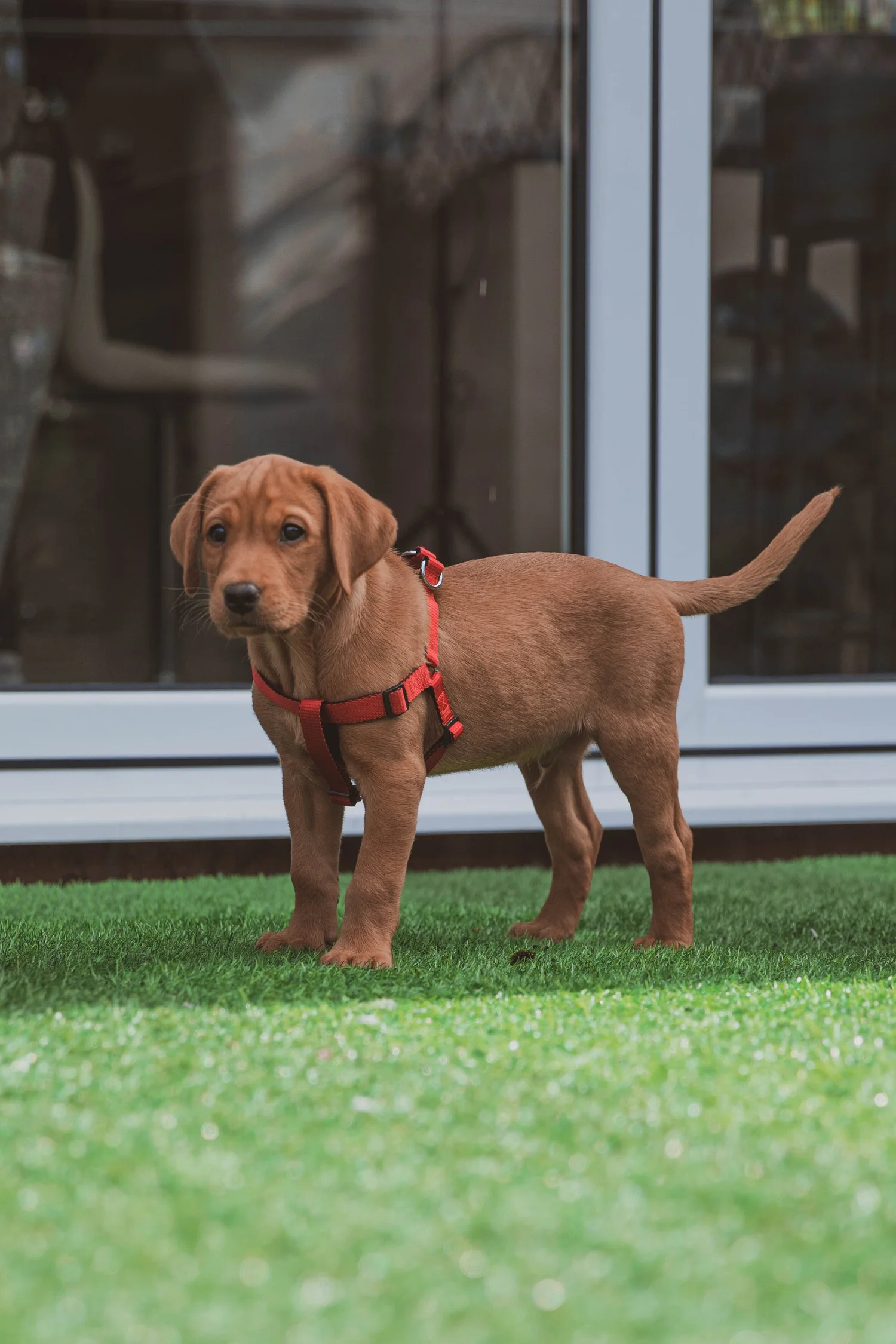 Puppyhood Made Easy for New Owners! Puppy Handling and Harness Tips ...