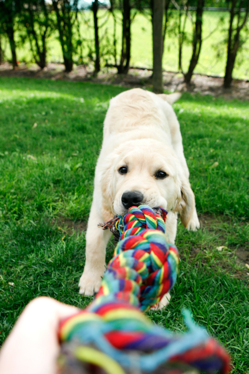 Puppyhood Made Easy for New Owners: How to Play with Your Puppy Pt. 1 ...