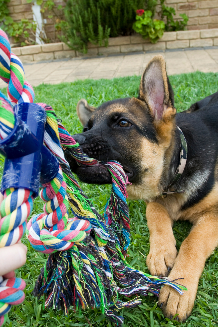 Puppyhood Made Easy for New Owners: How to Play with Your Puppy Pt. 1 ...