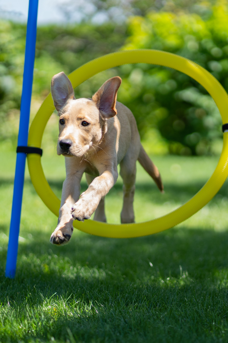 Puppyhood Made Easy for New Owners: Dos and Don’ts of Exercising Your ...