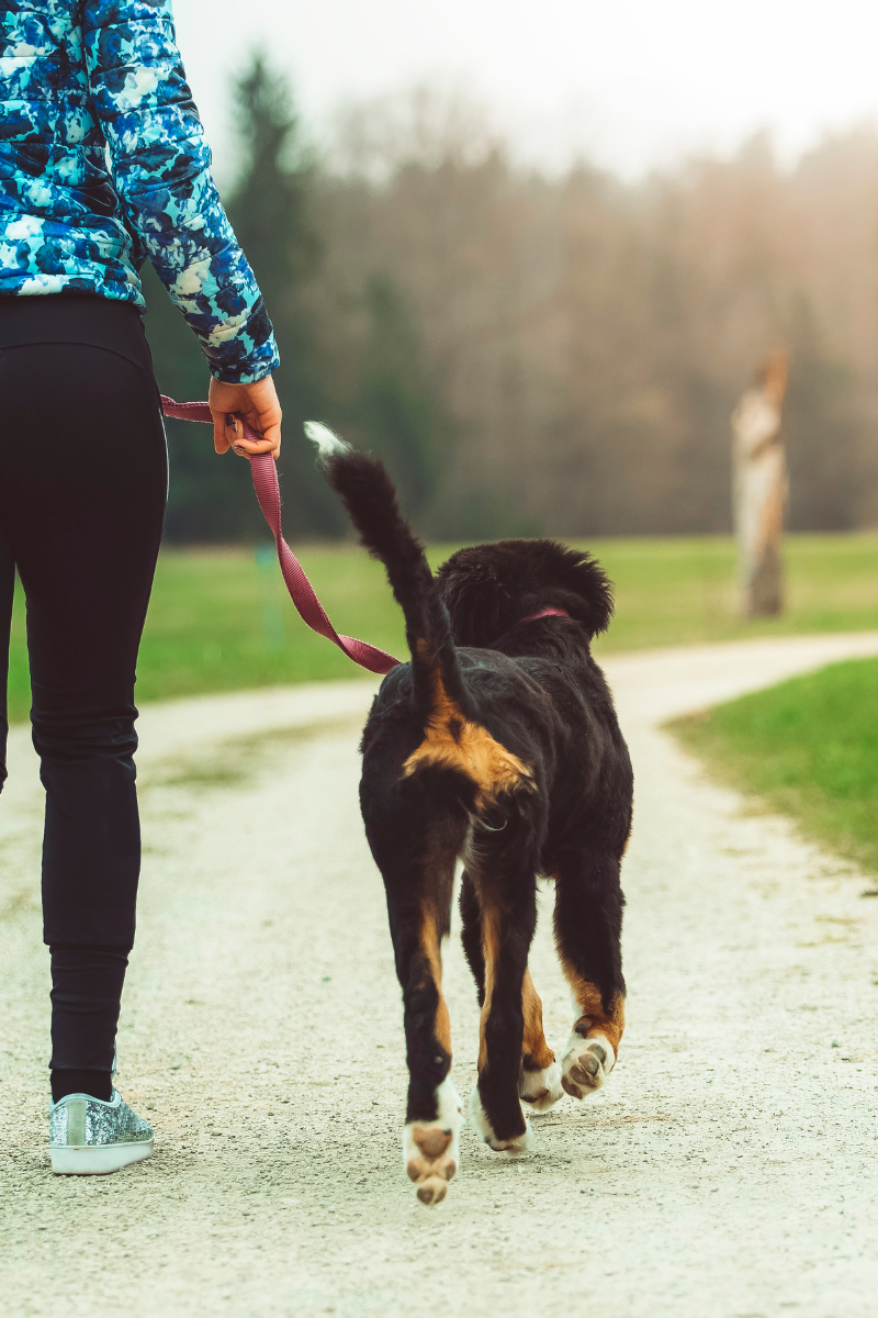 Puppyhood Made Easy for New Owners: Tips to Master Walking Outside with ...