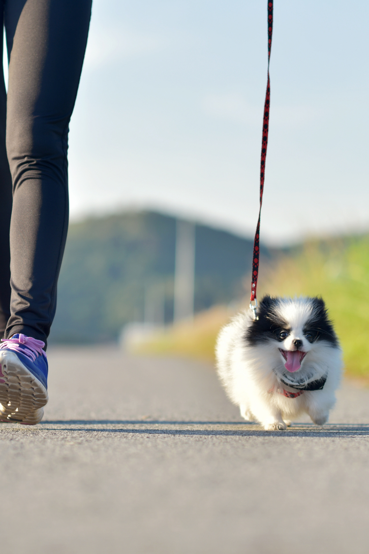 Puppyhood Made Easy for New Owners: Tips to Master Walking Outside with ...