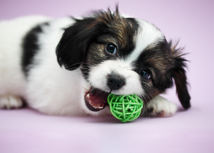How to Stop Your Puppy From Nipping! — The Puppy Academy