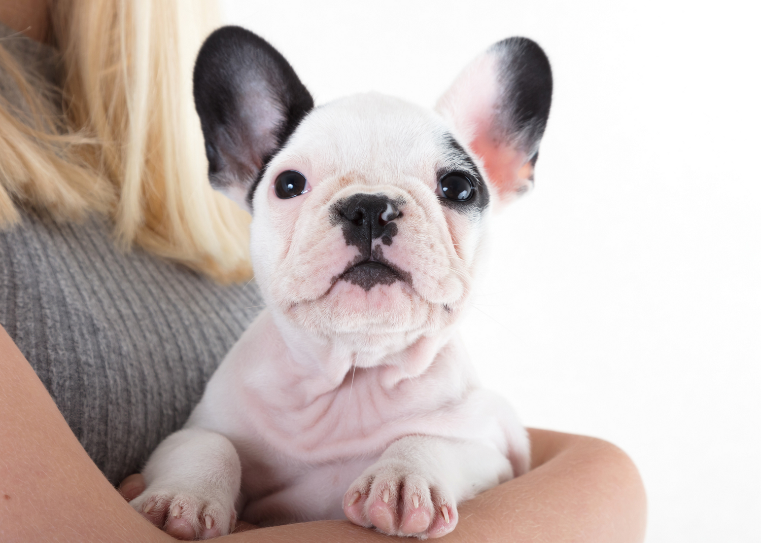 A Guide to Puppy Breeds: French Bulldog! — The Puppy Academy