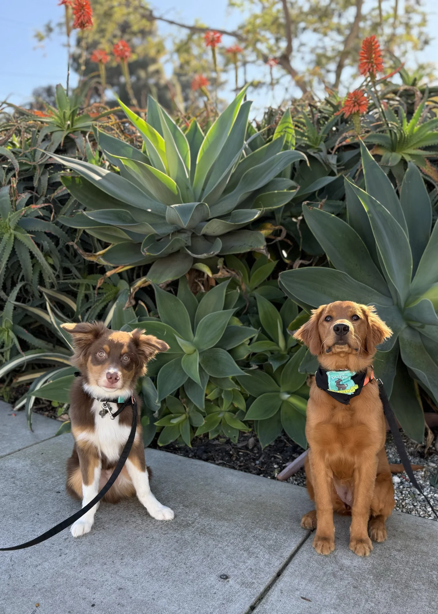 How to Stop Your Puppy from Jumping on People (And Teach Calm Greetings ...
