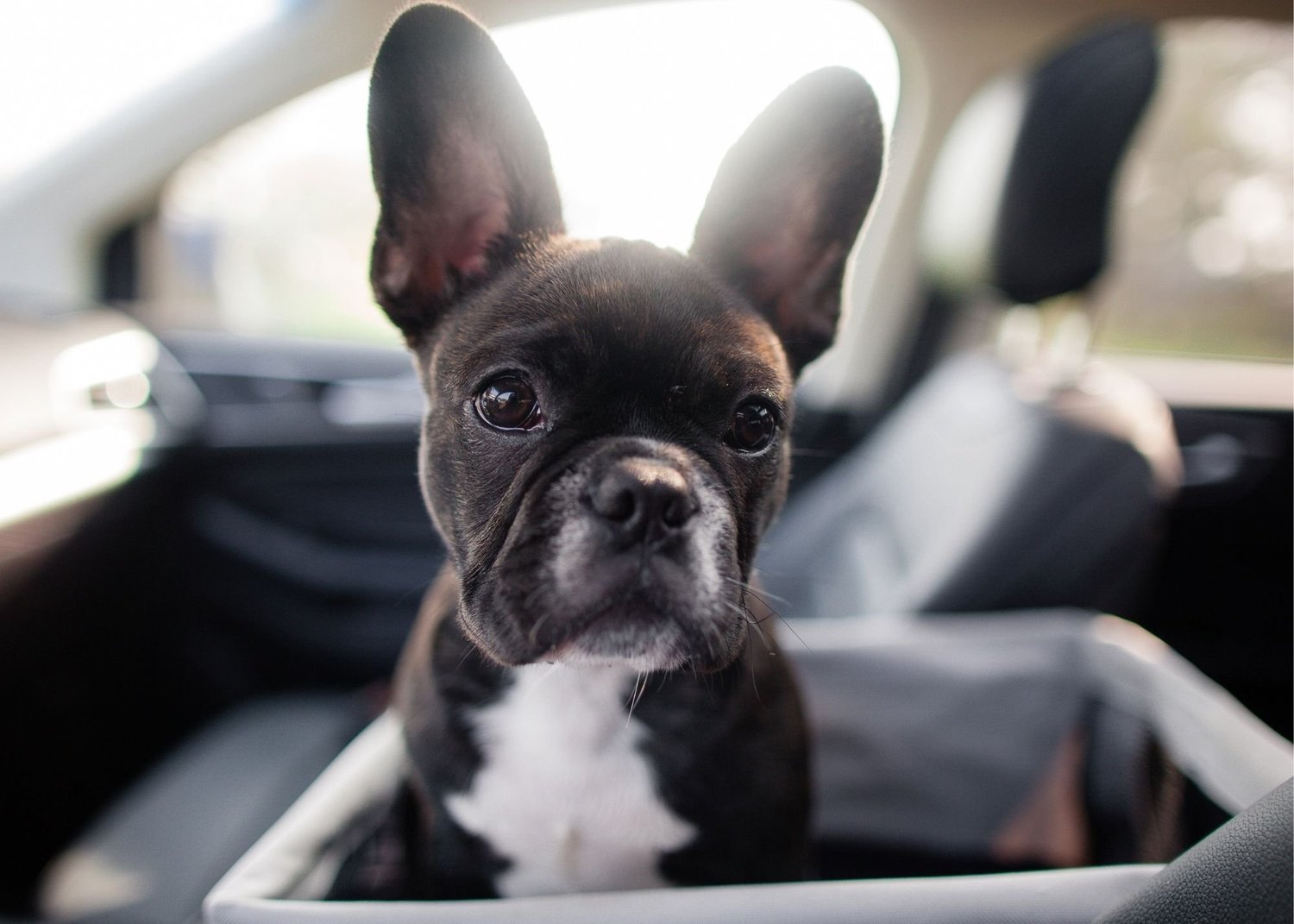 How to Train Your Puppy for Car Rides — The Puppy Academy