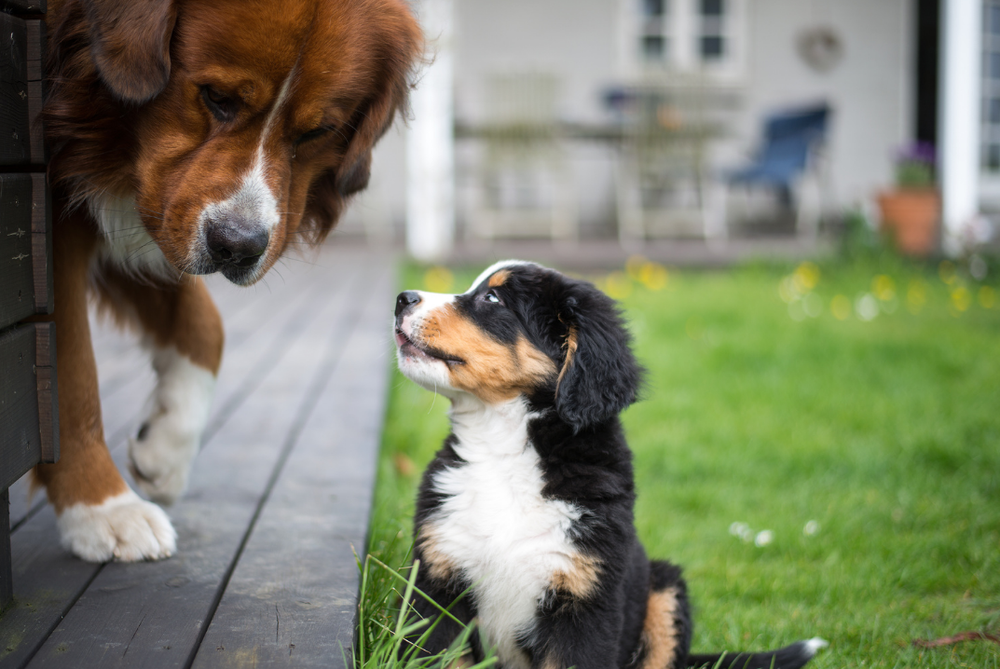 How to Introduce Your New Puppy to Your Dog! — The Puppy Academy