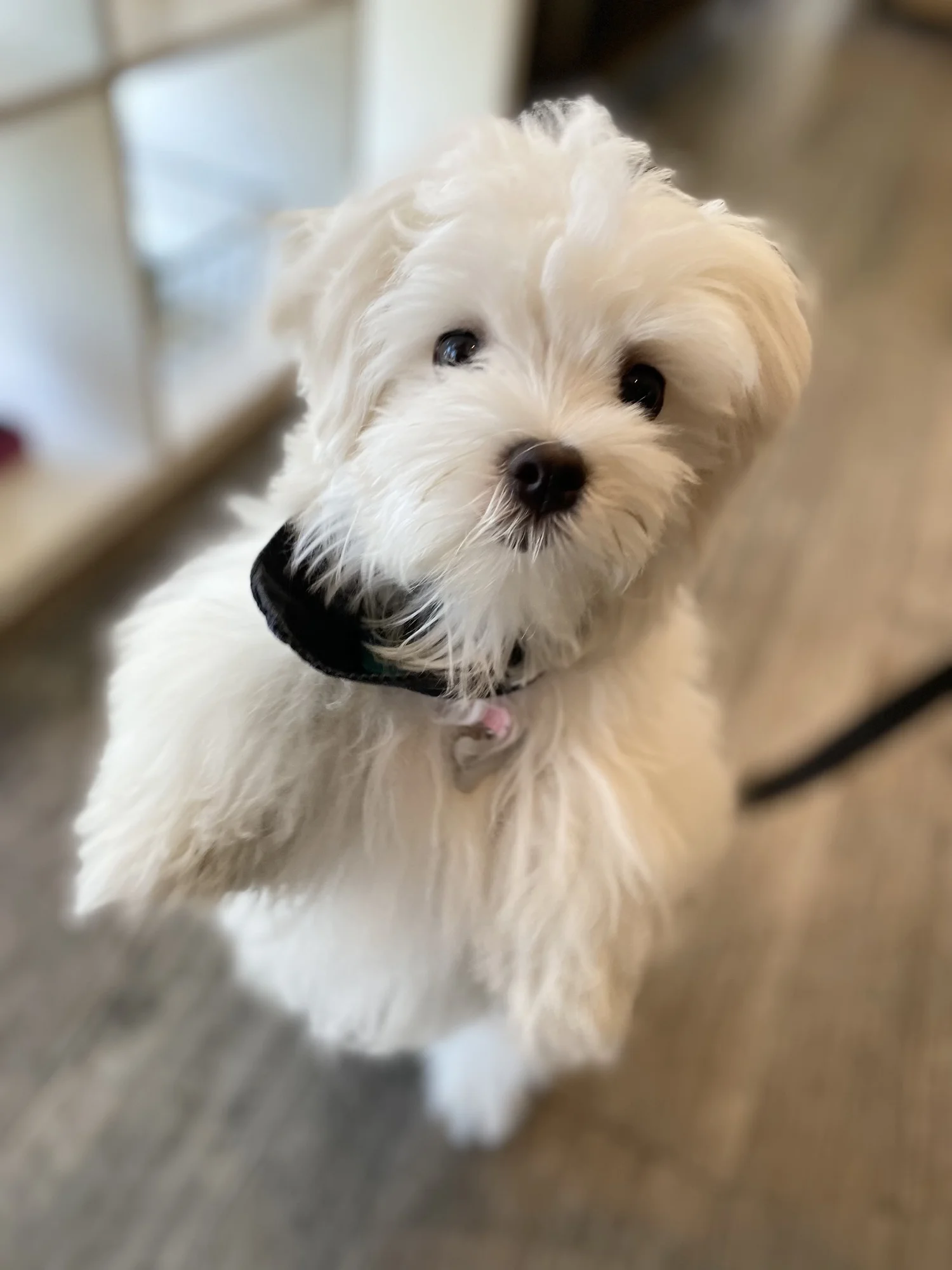 Puppy Training For New Owners — The Puppy Academy