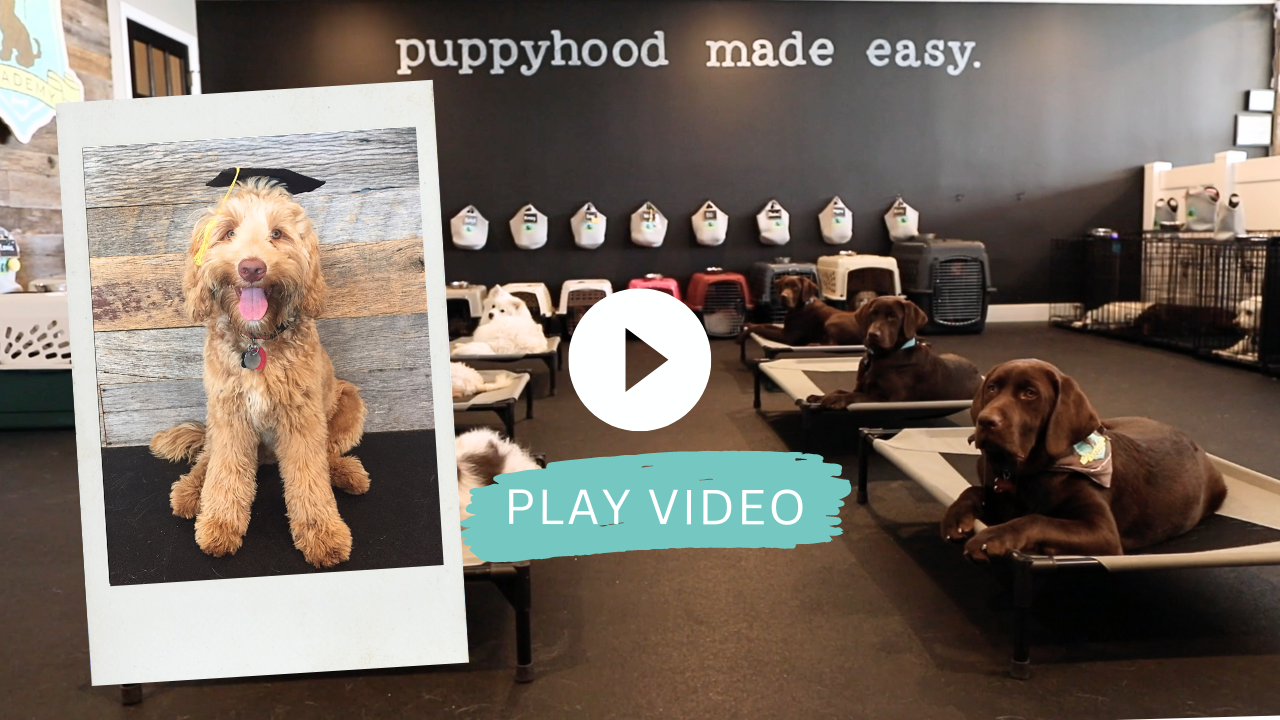 Program Details — The Puppy Academy