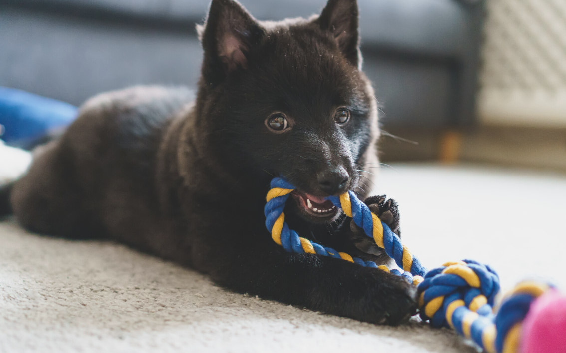 10 Fun Things to do at Home with Your Puppy! — The Puppy Academy