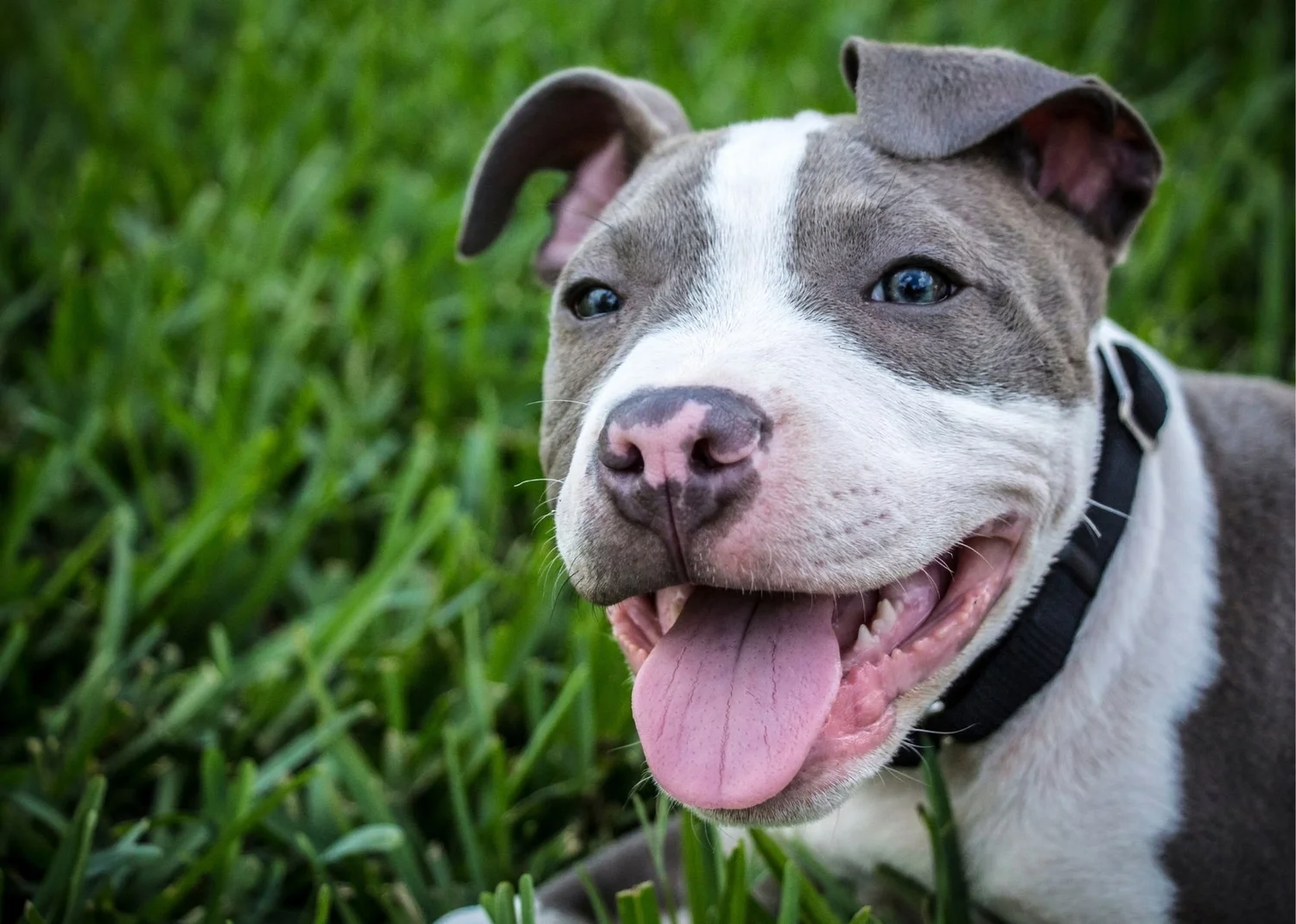 A Guide to Puppy Breeds: American Pit Bull Terrier! — The Puppy Academy