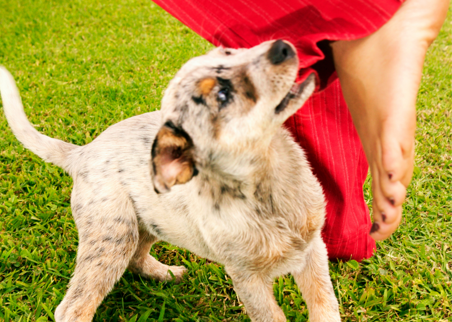 How to Stop Your Puppy From Nipping! — The Puppy Academy