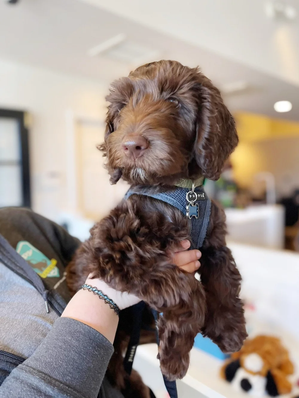 The Ultimate Guide to Puppy Training: Tips, Tricks, and Techniques ...
