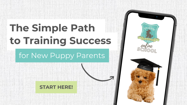 Puppy Training For New Owners — The Puppy Academy