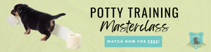 How to Train Your Puppy to Use a Potty Pad! — The Puppy Academy