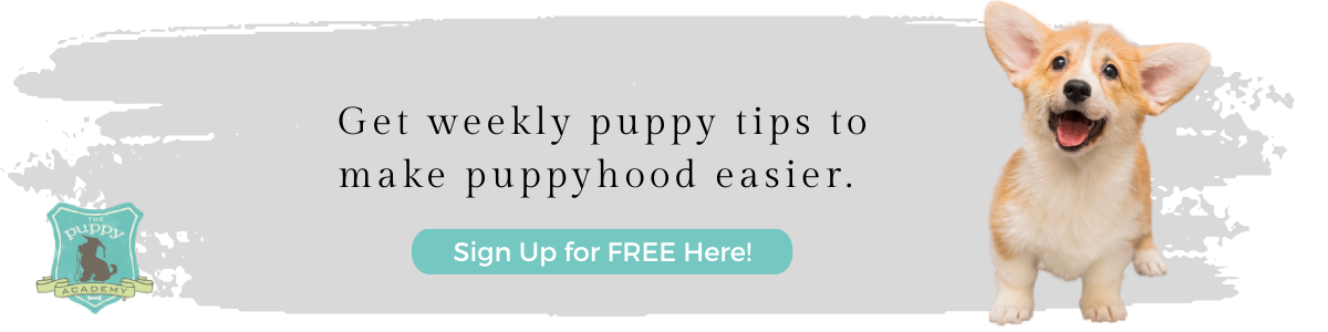 Complete Puppy Training Schedule by Age! — The Puppy Academy