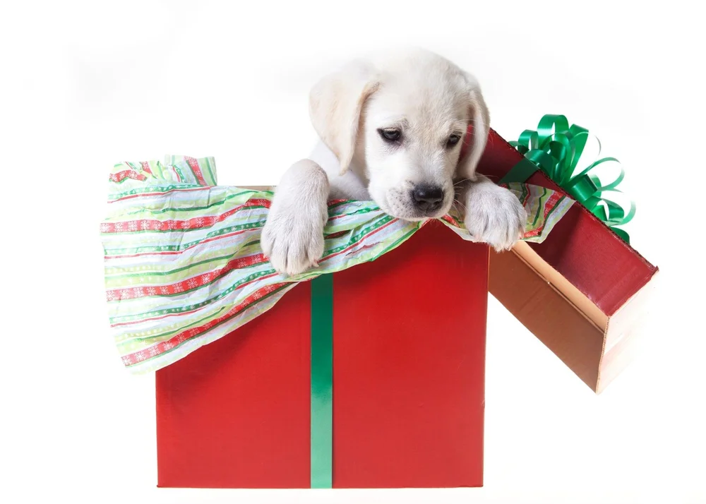 Puppy for the Holidays: What to do First! — The Puppy Academy