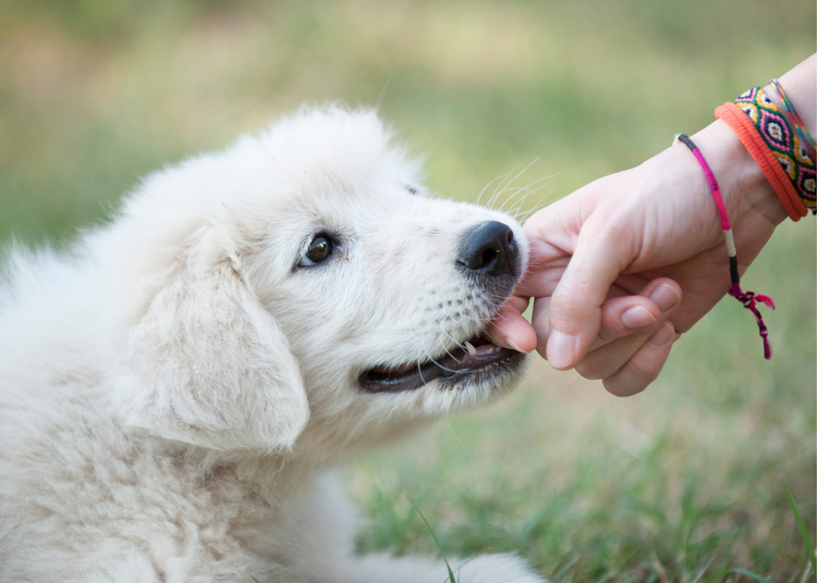 How to Stop Your Puppy From Nipping! — The Puppy Academy