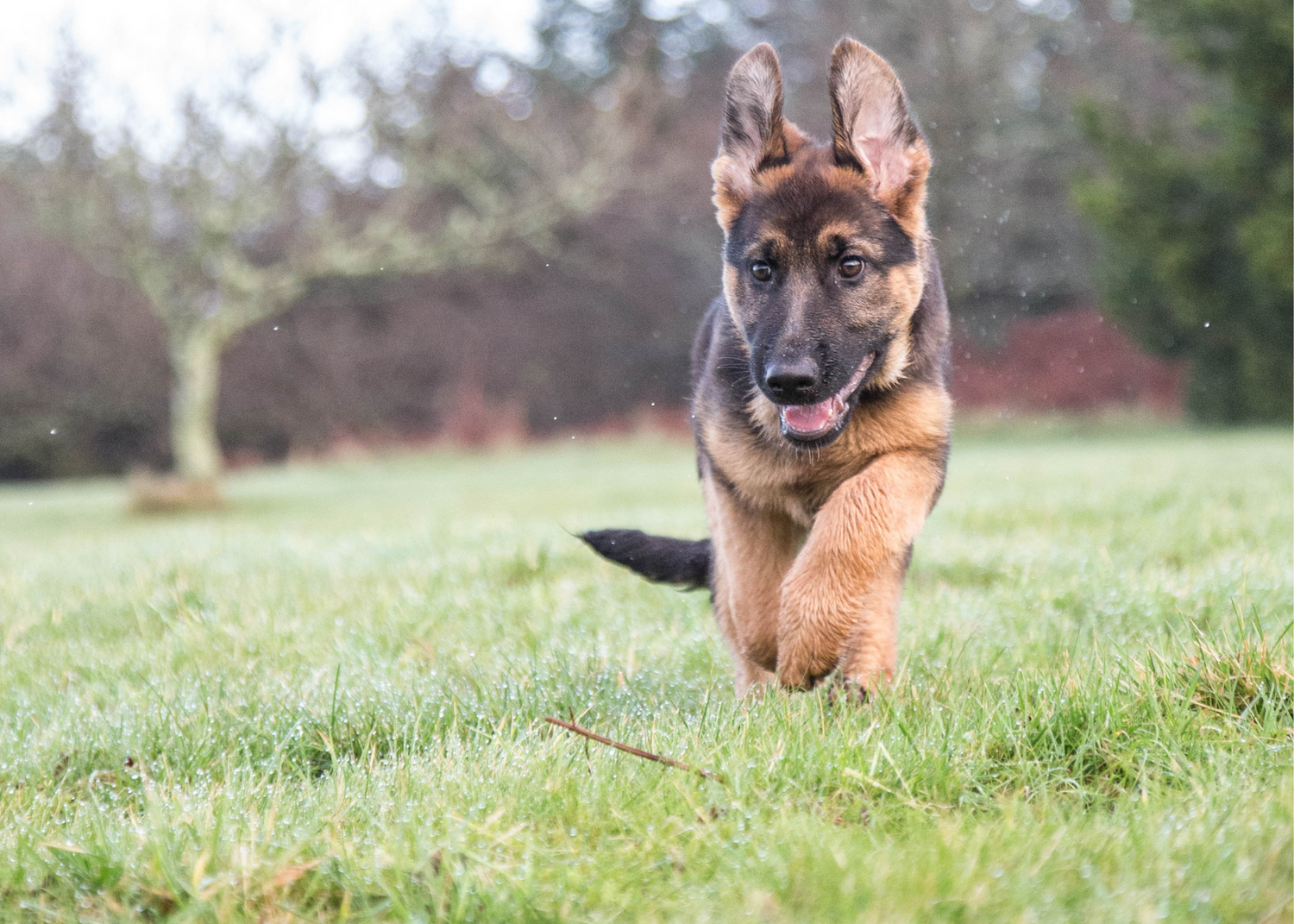 A Guide to Puppy Breeds: German Shepherds! — The Puppy Academy