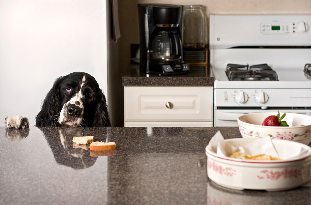 Is Your Puppy Counter Surfing? Try These 3 Tips! — The Puppy Academy