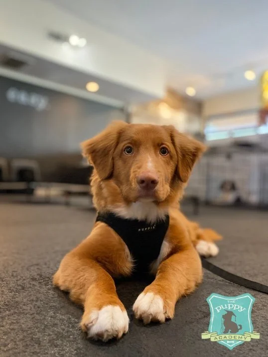 Puppy First Aid: What Every Puppy Parent Should Know! — The Puppy Academy