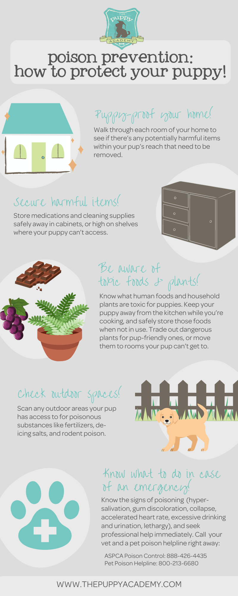 March is Pet Poison Prevention Month! Learn How to Protect Your Puppy ...