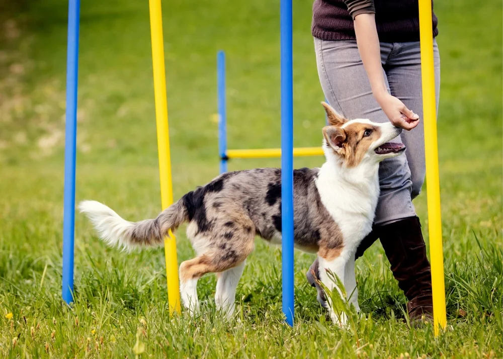 Canine Fitness Awareness: How to Keep Your Puppy Active & Healthy as ...