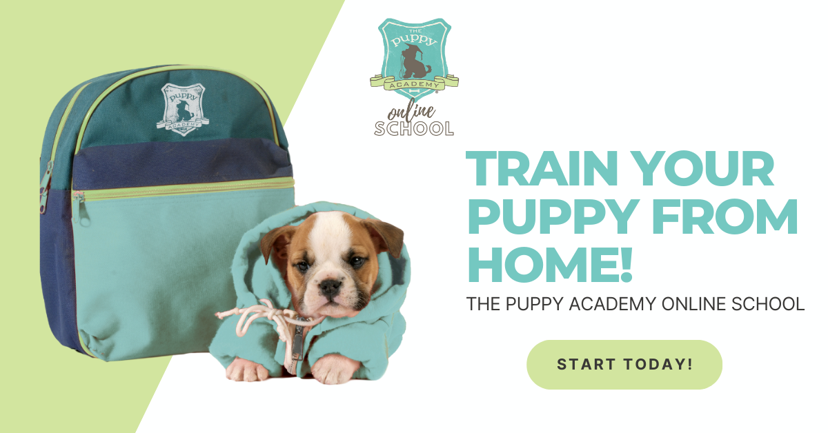 10 Fun Things to do at Home with Your Puppy! — The Puppy Academy