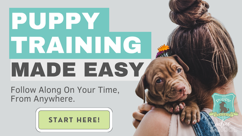 Puppy Training For New Owners — The Puppy Academy
