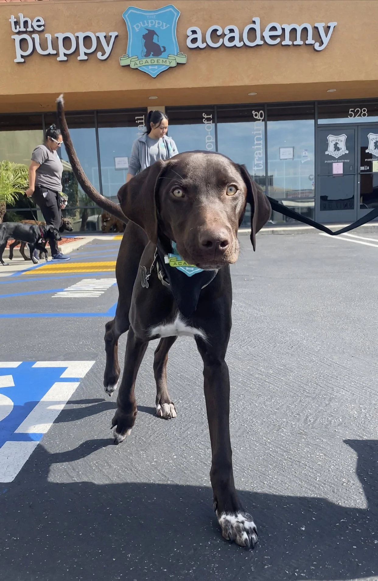 Puppy Training 101: Giving Your Puppy Commands -- the RIGHT Way! — The ...