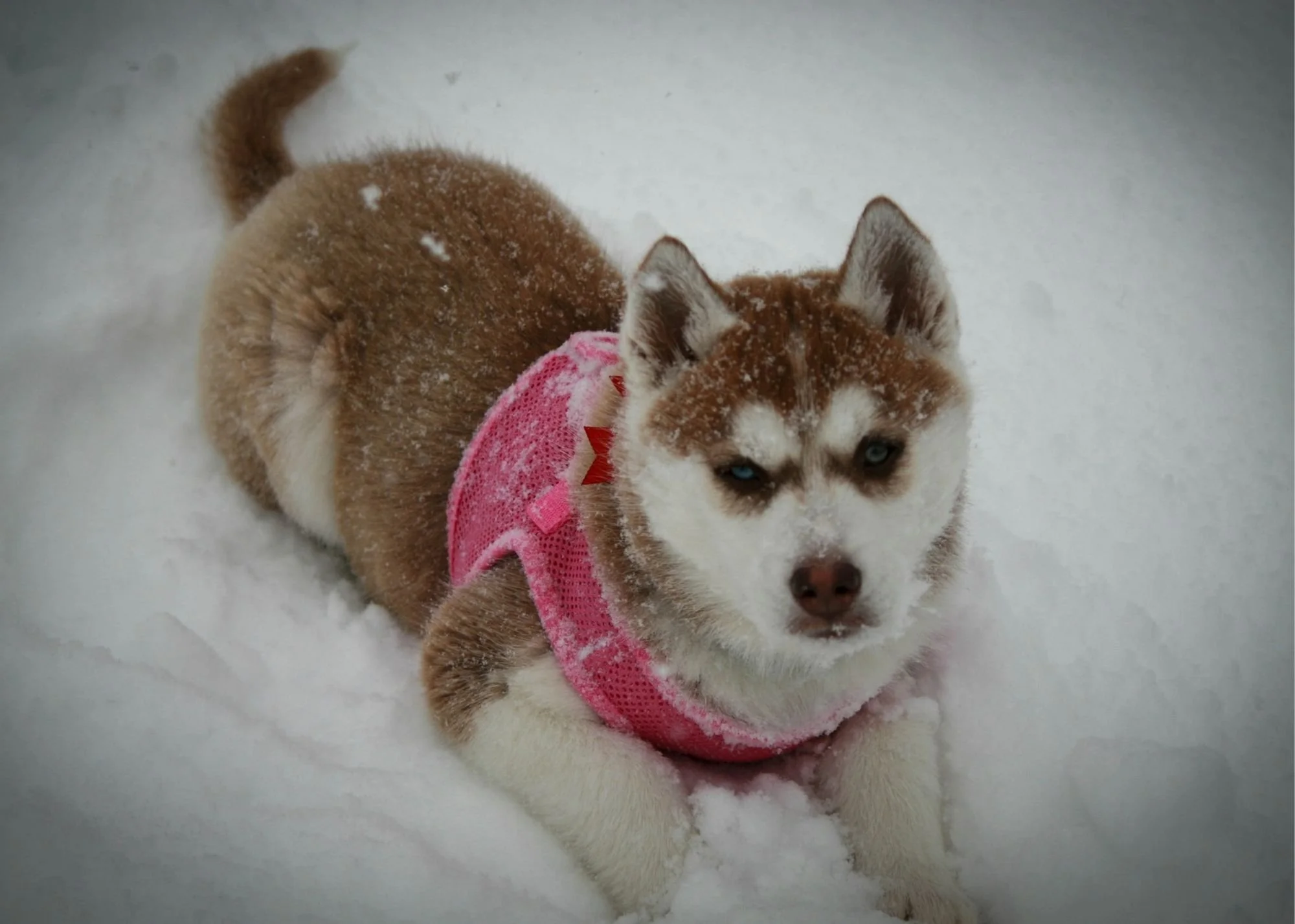 A Guide to Puppy Breeds: Siberian Husky! — The Puppy Academy