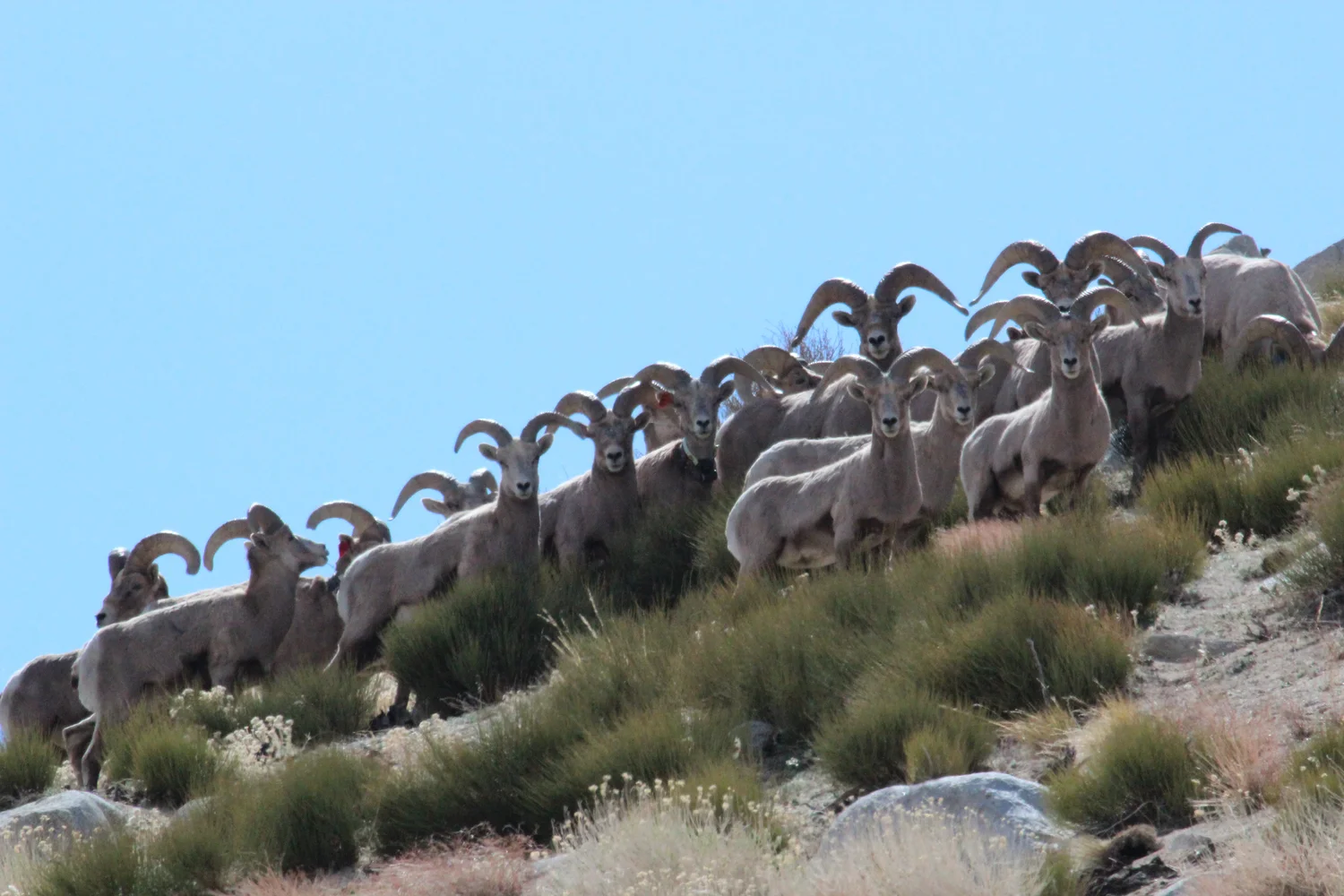 Sierra Nevada Bighorn Sheep Foundation