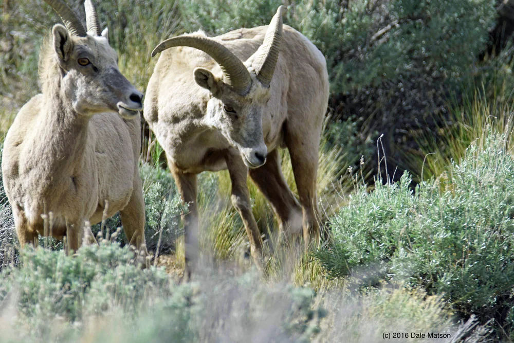 News & Events — Sierra Nevada Bighorn Sheep Foundation