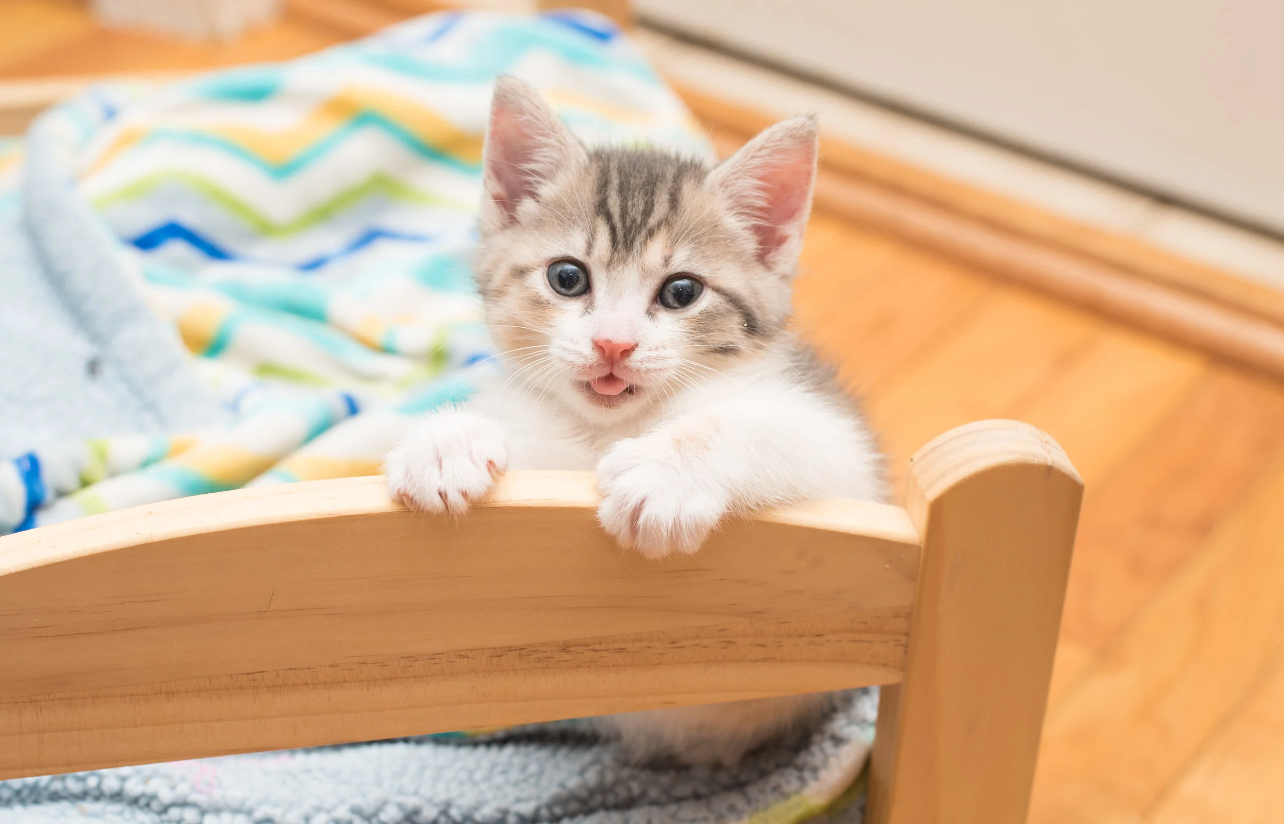 Upcoming Events — Kitten Lady