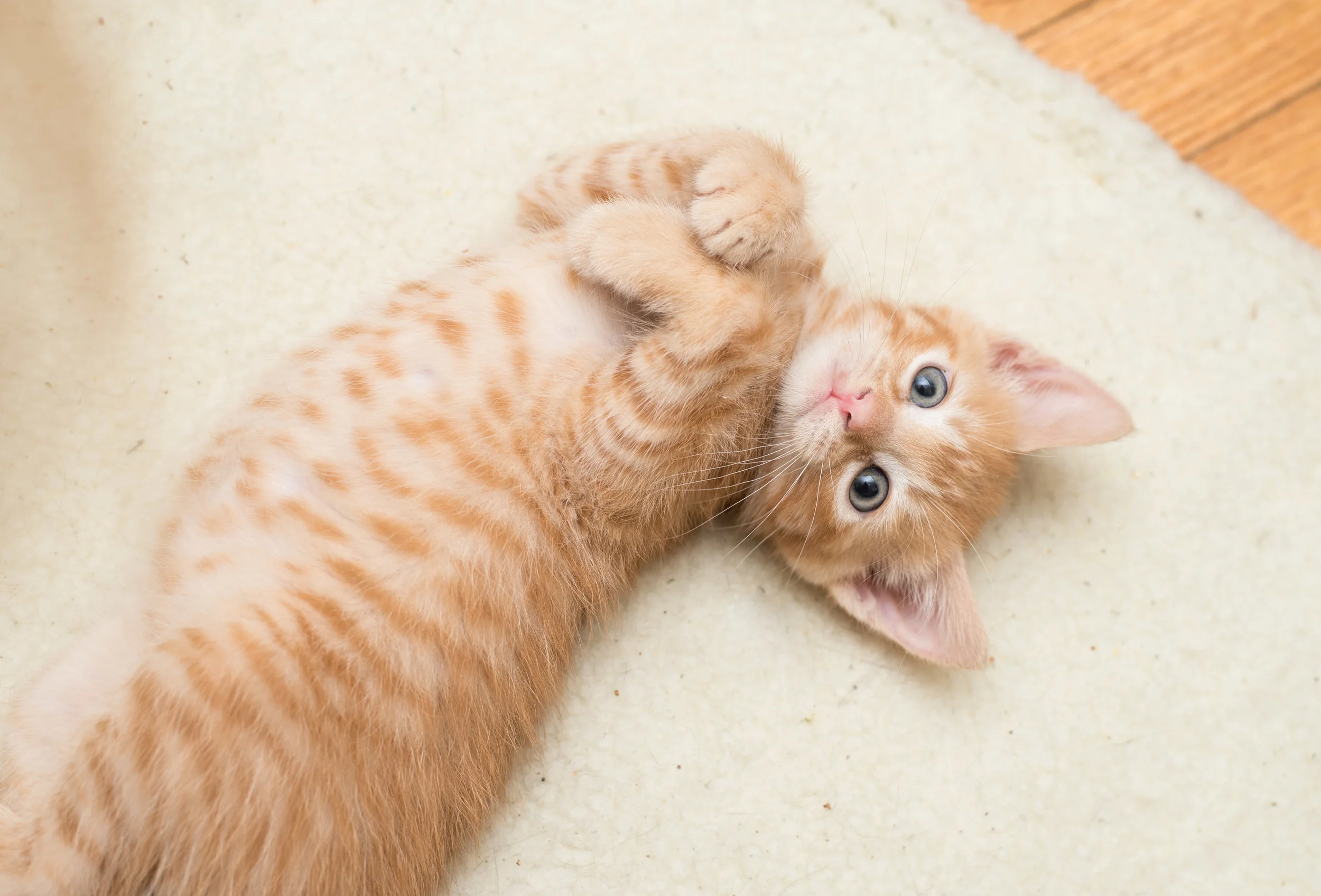 Upcoming Events — Kitten Lady