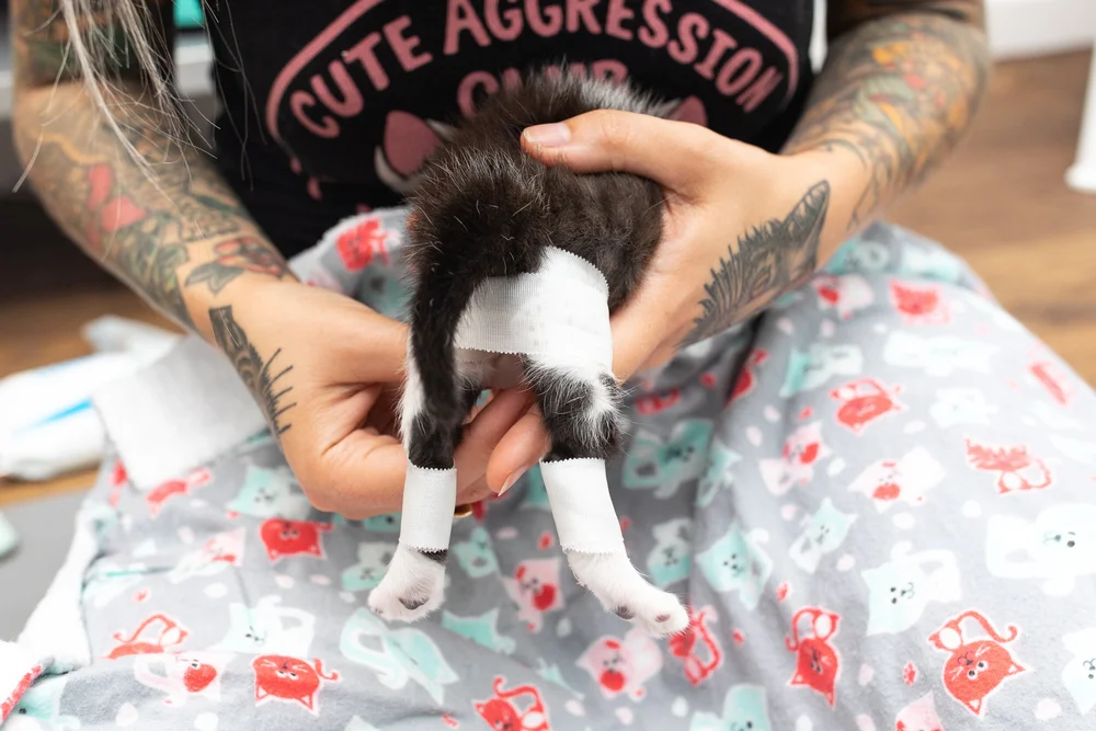 Swimmer Syndrome in Young Kittens — Kitten Lady