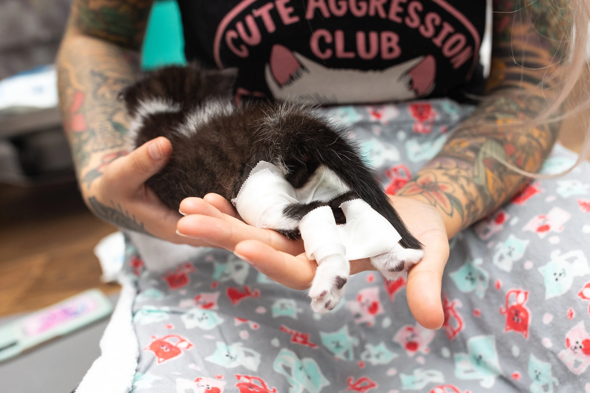 Swimmer Syndrome in Young Kittens — Kitten Lady