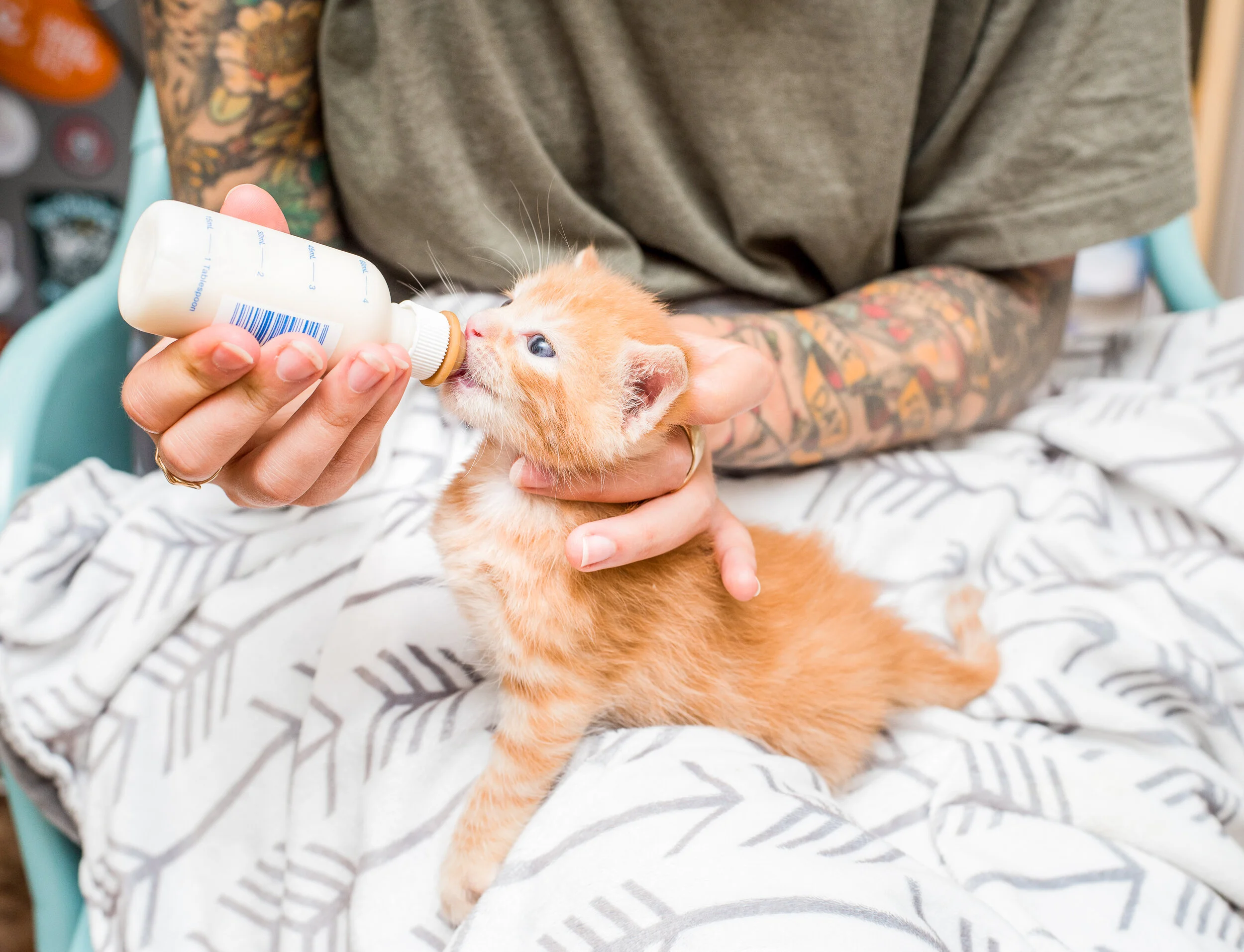 Kitten Care - Home — Kitten Lady